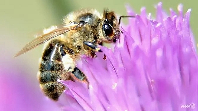 Half-a-million insect species face extinction: Scientists