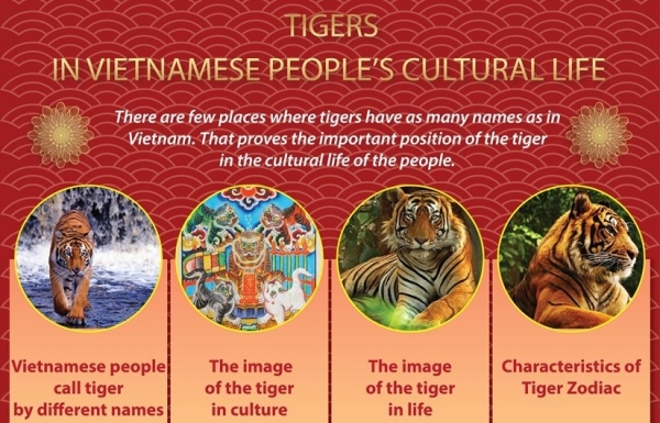 Tigers in Vietnamese people’s cultural life