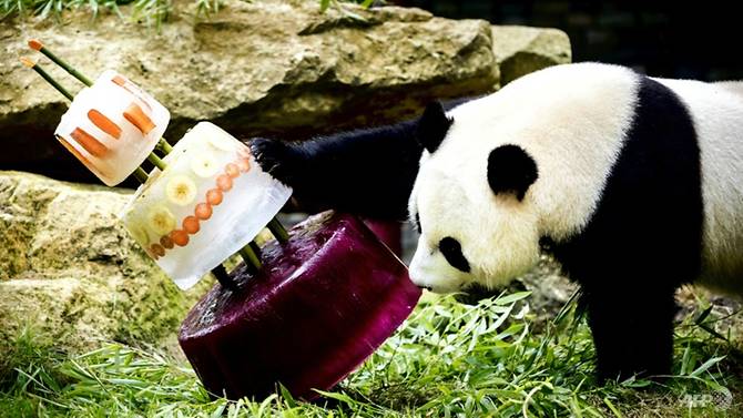 Icy treat for panda stars" birthday in Dutch zoo