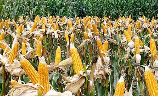 FAO head backs biotech to ensure global food security