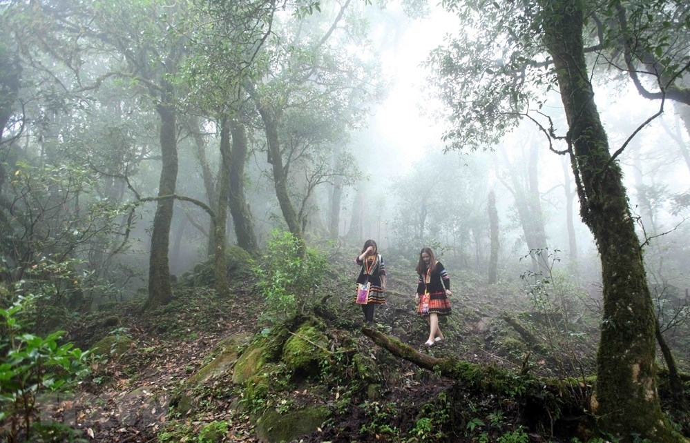 Grandiose beauty of Ta Lien Son forest in Lai Chau