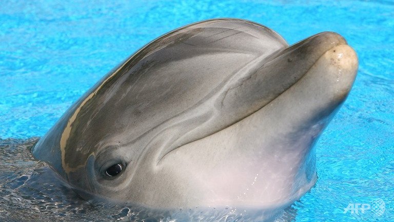 Dolphin virus outbreak in Atlantic is deadliest ever