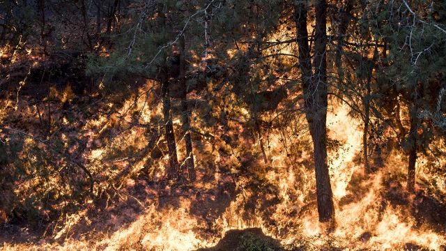 Thousands flee bushfires as Israel alleges "arson terror"